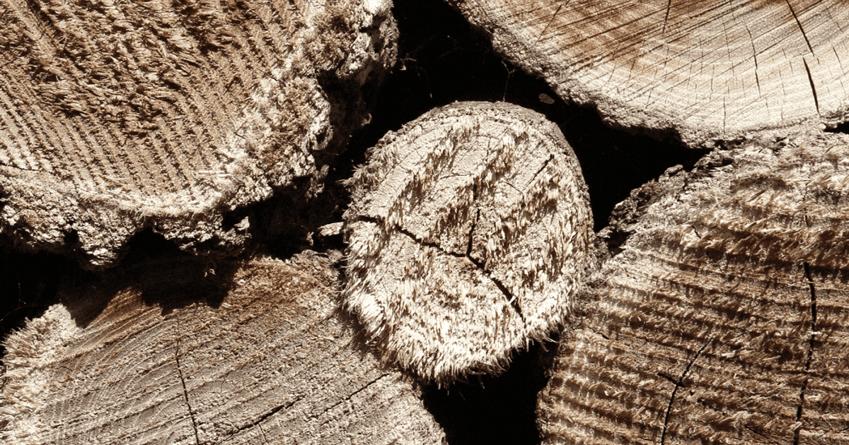 Biomasa natural: cómo se obtiene y para qué se utiliza | Cuerva